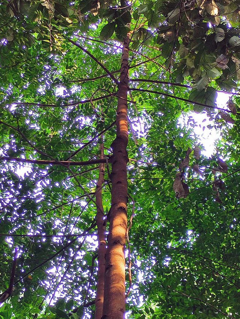 Hopea pubescens Ridl. – 04 – Forest of 'Ilm