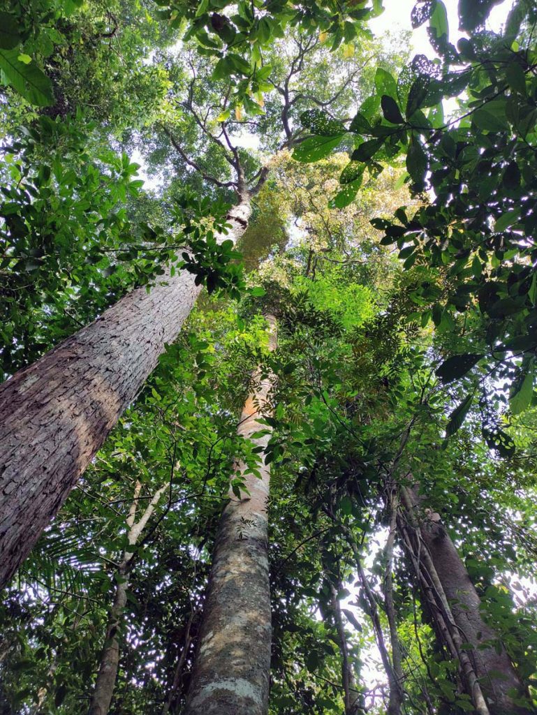 Dialium indum L. var. indum – 14 – Forest of 'Ilm