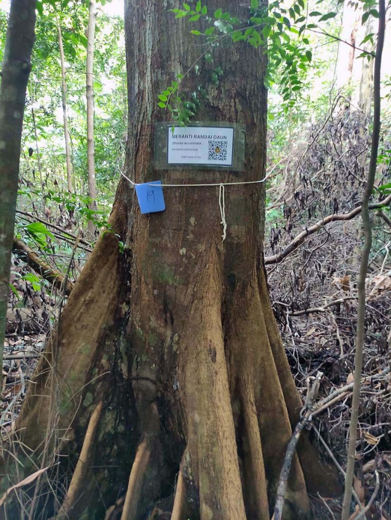 Hopea sublanceolata Symington – Dipterocarpaceae – 19 – Forest of 'Ilm
