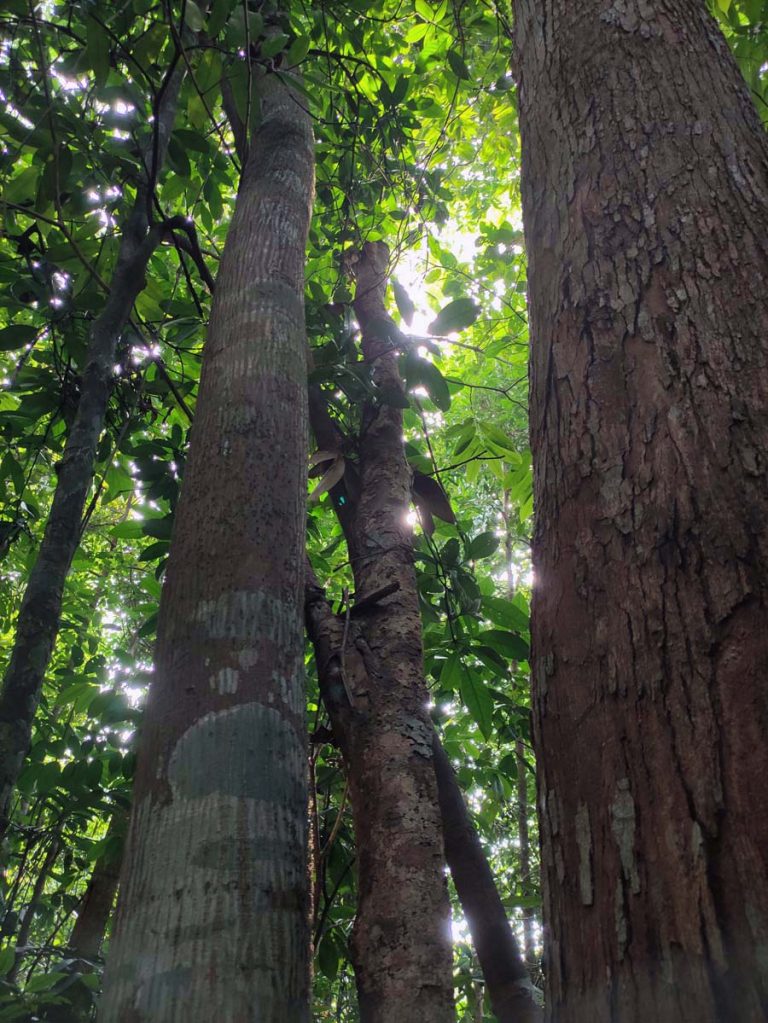 Shorea exelliptica Meijer – Dipterocarpaceae – 22 – Forest of 'Ilm