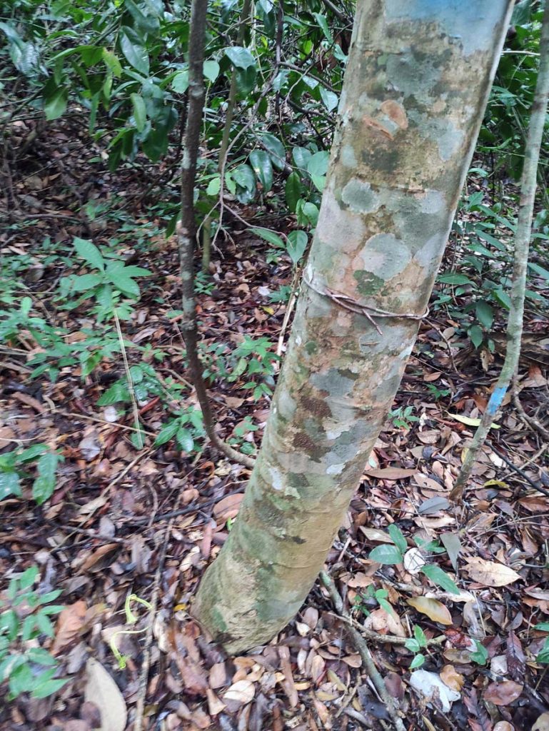 Archidendron bubalinum (Jack) I.C. Nielsen – 38 – Forest of 'Ilm