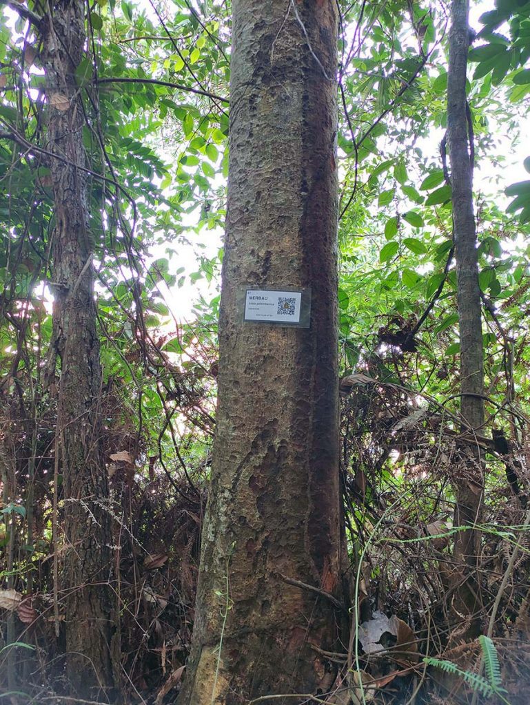 Intsia palembanica Miq. – 41 – Forest of 'Ilm