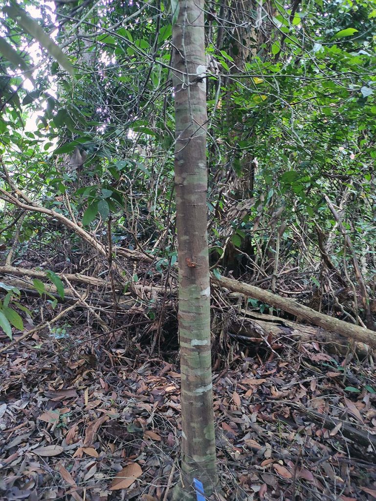 Castanopsis javanica A. DC. – Fagaceae – 43 – Forest of 'Ilm