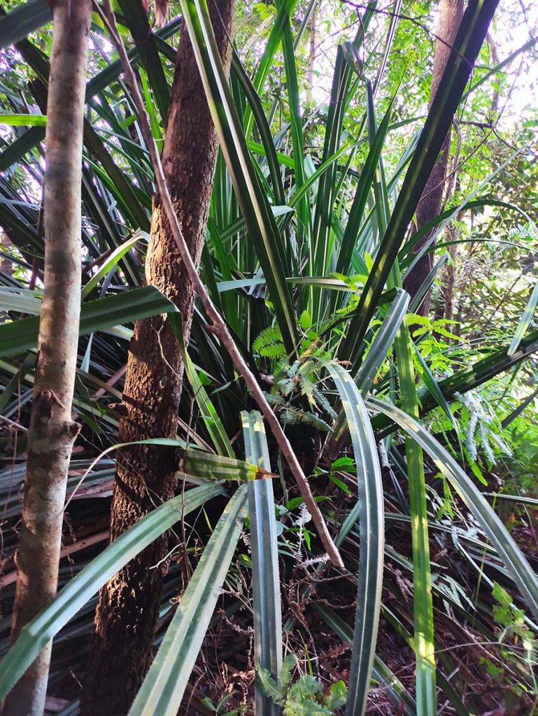 Benstonea atrocarpa (Griff.) Callm. & Buerki – Pandanaceae – 45 ...