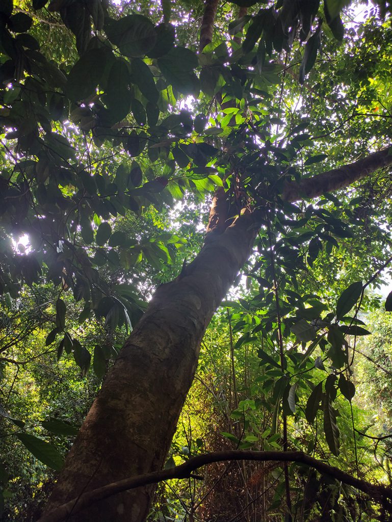 Archidendron jiringa (Jack) I.C. Nielsen – 50 – Forest of 'Ilm