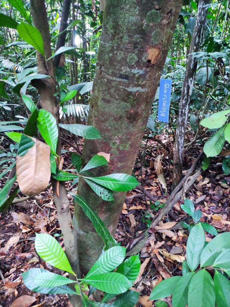 Monocarpia maingayi (Hook.f. & Thomson) I.M.Turner- Annonaceae – 64 ...