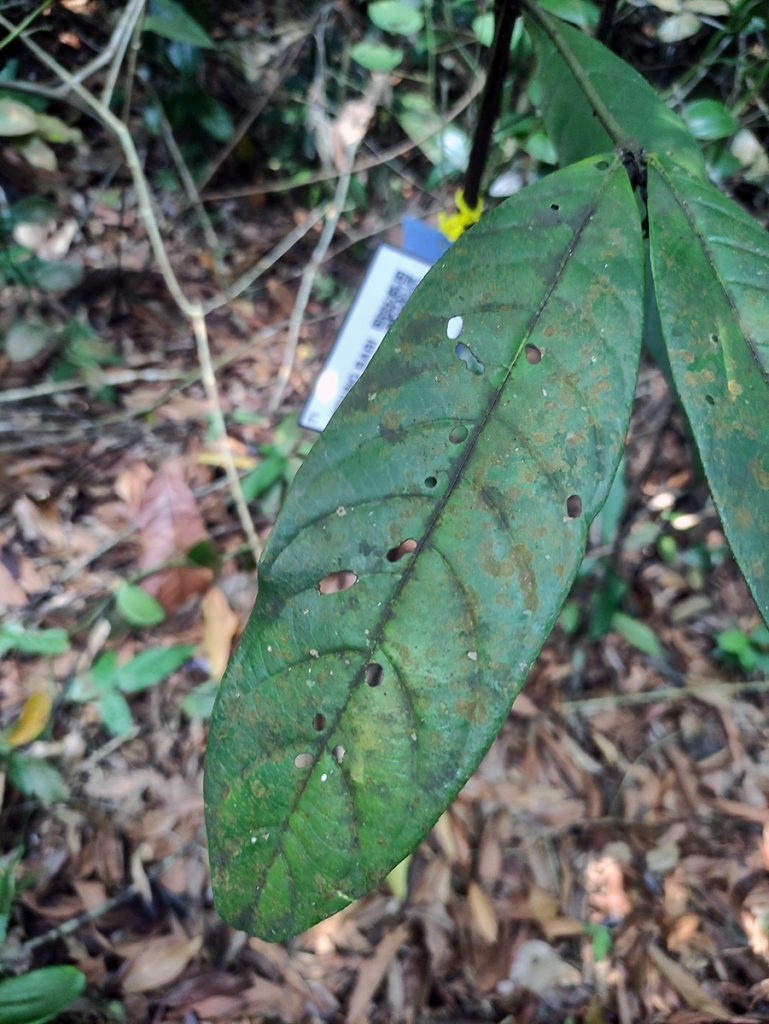 Rothmannia macrophylla (R.Br. ex Hook.f.) Bremek – 71 – Forest of 'Ilm