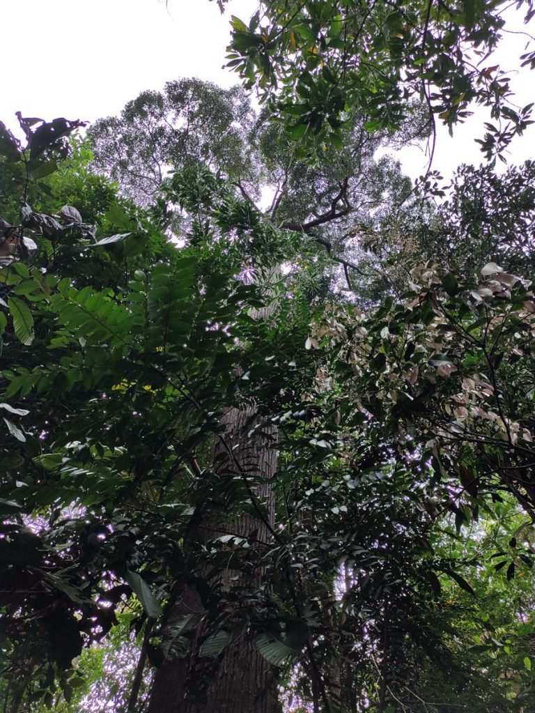 Shorea parvifolia Dyer ssp. parvifolia – 72 – Forest of 'Ilm