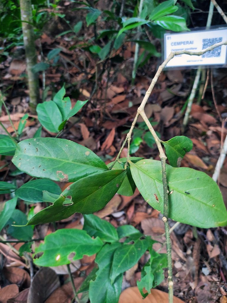 Cempereia manillana Merr. – Opiliaceae – 81 – Forest of 'Ilm